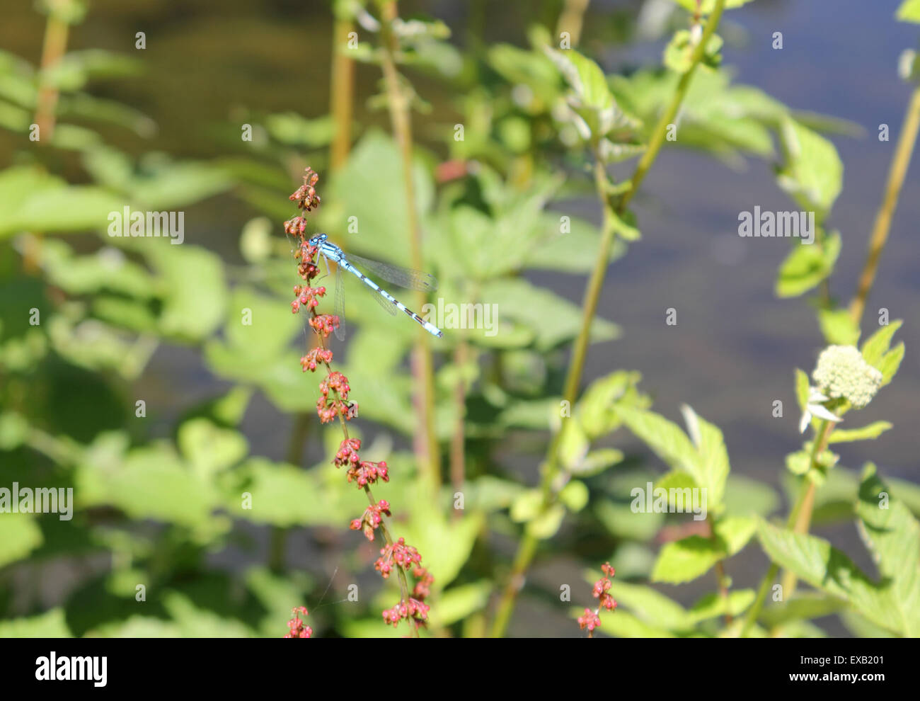 Basingstoke Canal, Deepcut, Surrey, UK. 10th July 2015. On another hot ...