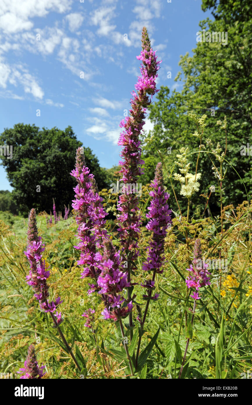 Basingstoke Canal, Deepcut, Surrey, UK. 10th July 2015. On another hot ...
