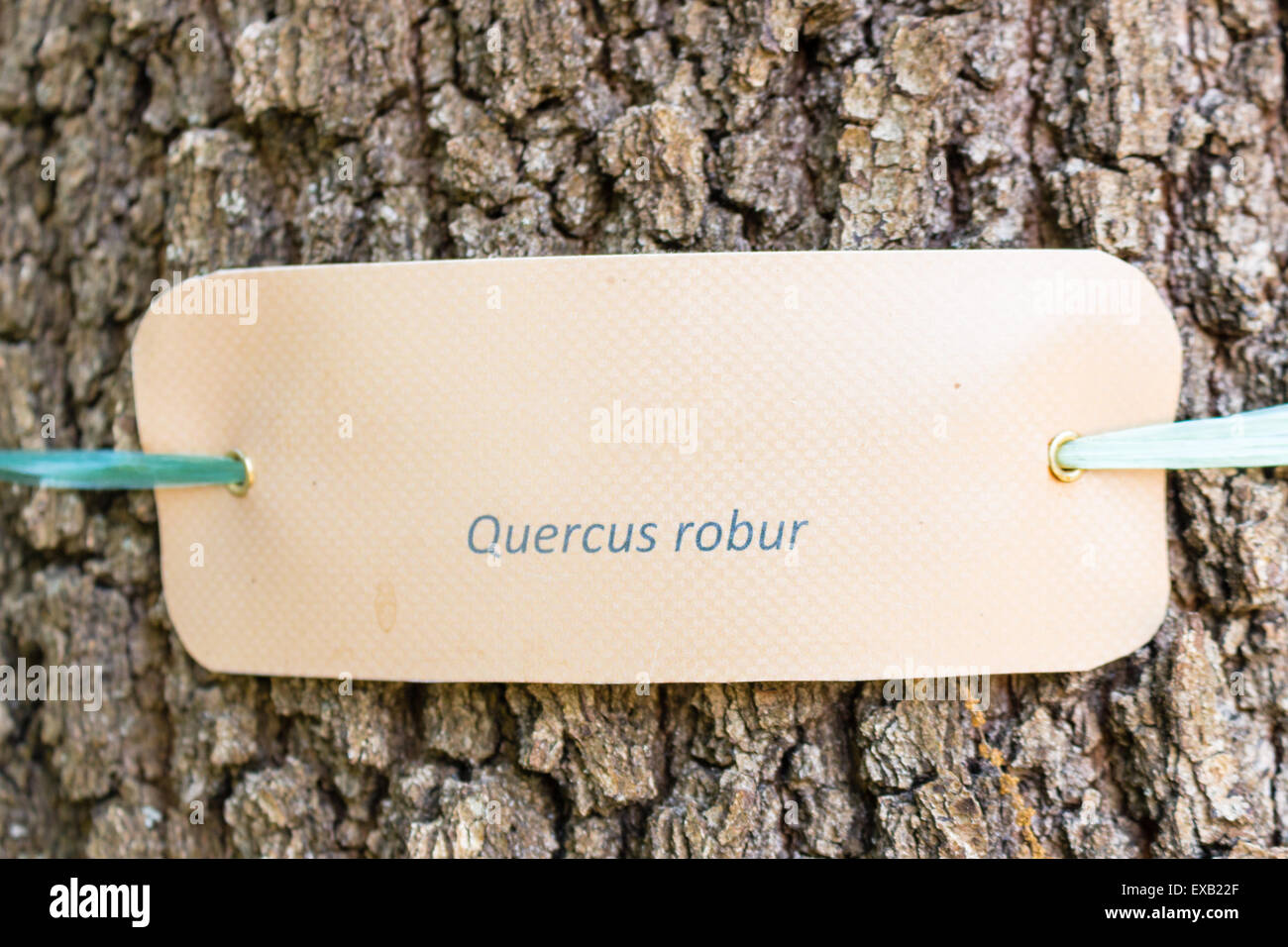 species nomenclature label on the trunk of an oak Stock Photo - Alamy
