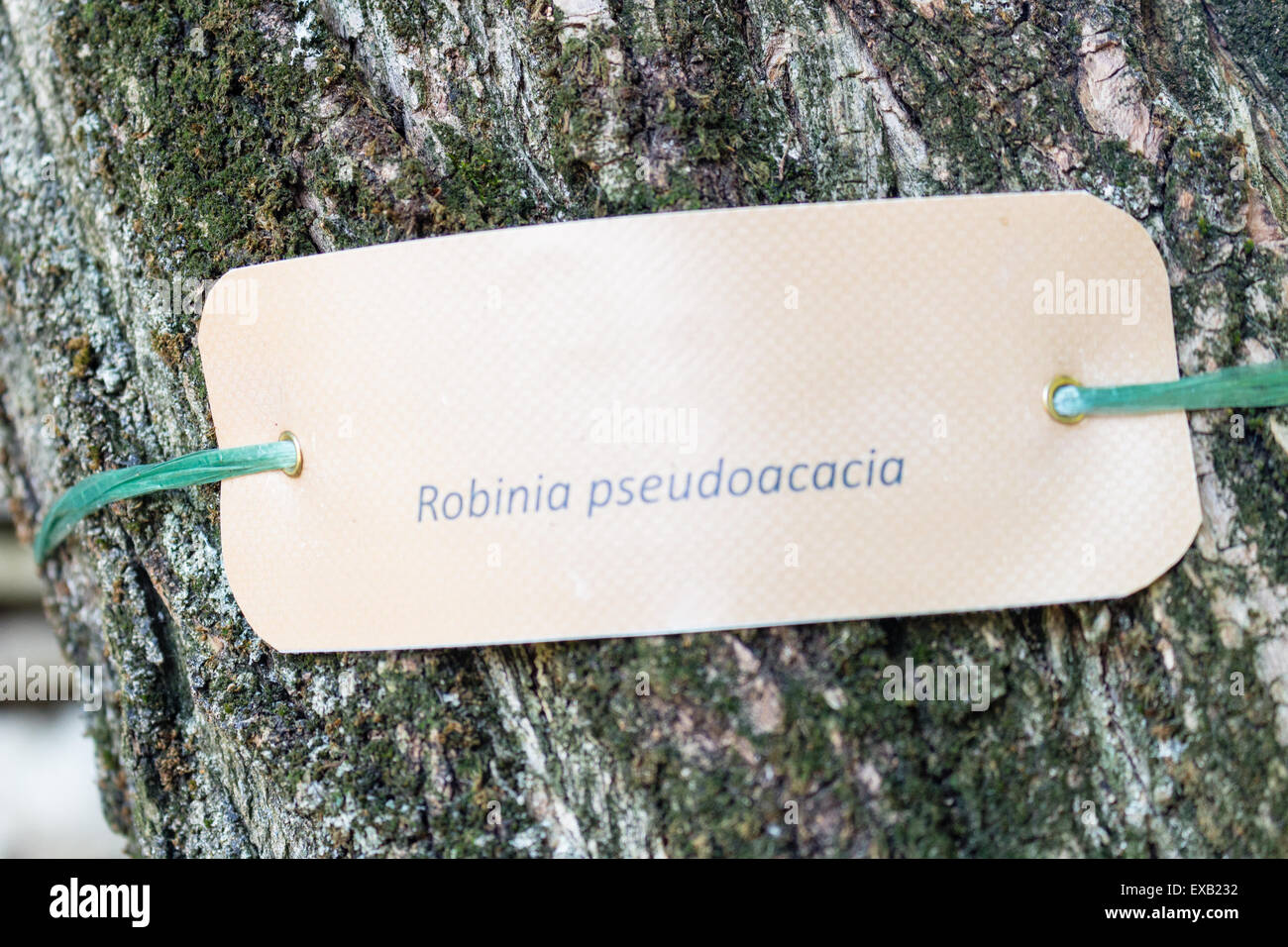 species nomenclature label on the trunk of locust-tree Stock Photo - Alamy