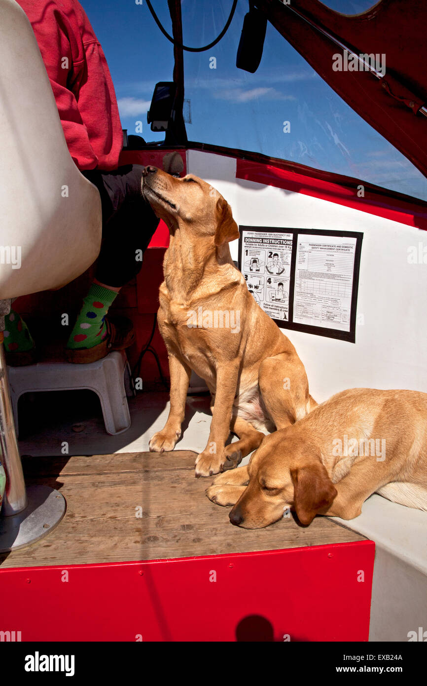 Two loyal golden labradors on a boat Stock Photo - Alamy