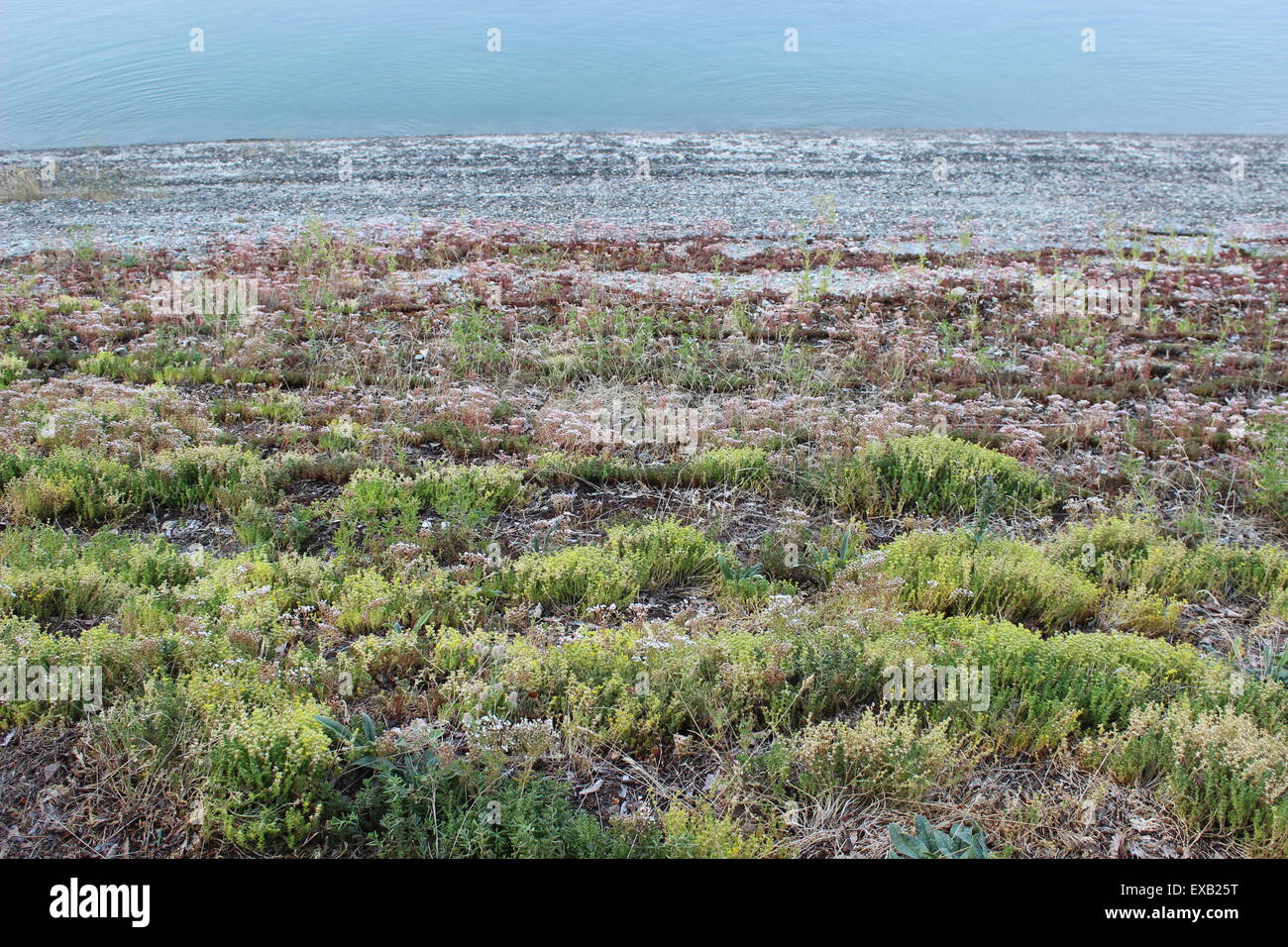 Weeds wall hi-res stock photography and images - Alamy