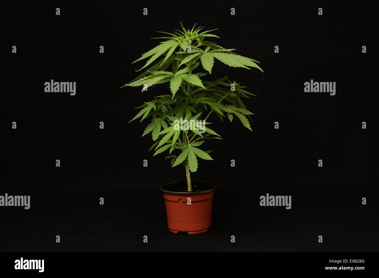 Marijuana medica hi-res stock photography and images - Alamy