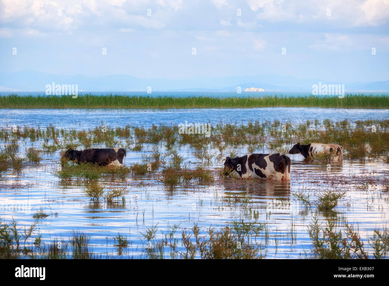 Turkey cows hi-res stock photography and images - Alamy