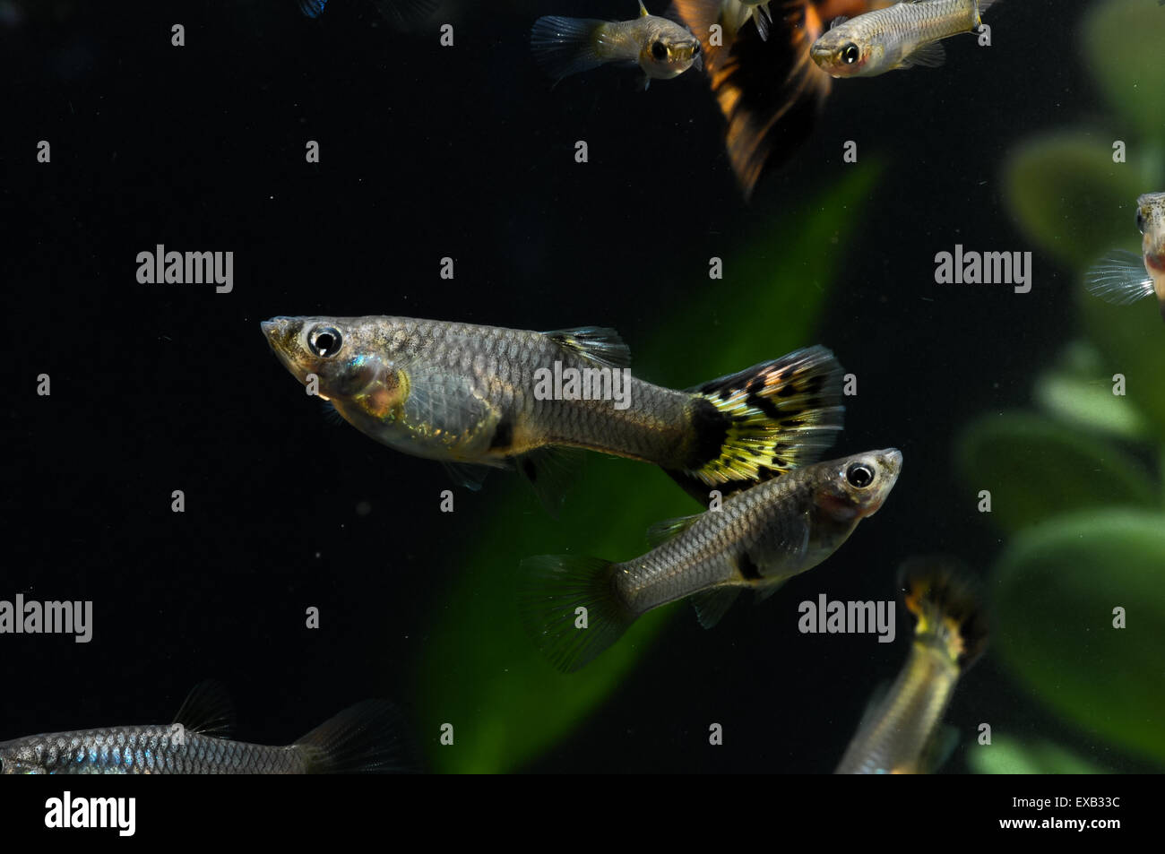 Guppy Multi Colored Fish Stock Photo - Alamy