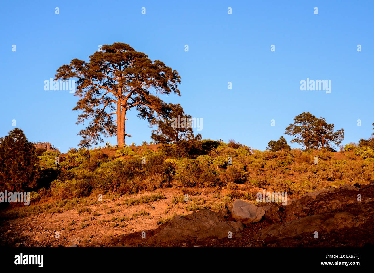 One Big Tree Stock Photo - Alamy
