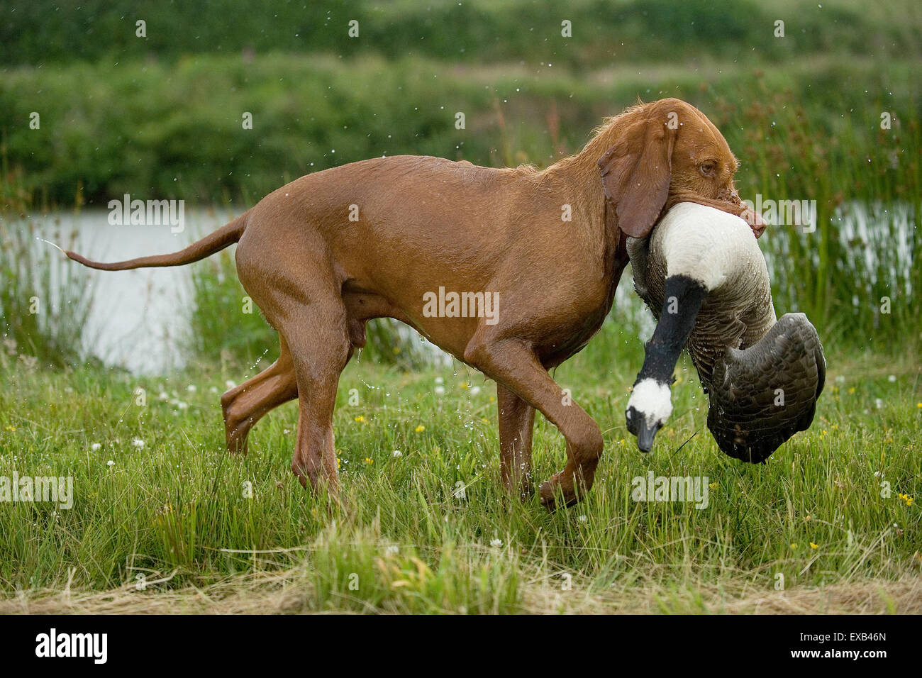 Hungarian wirehaired Vizsla dog retrieving a shot goose from water ...