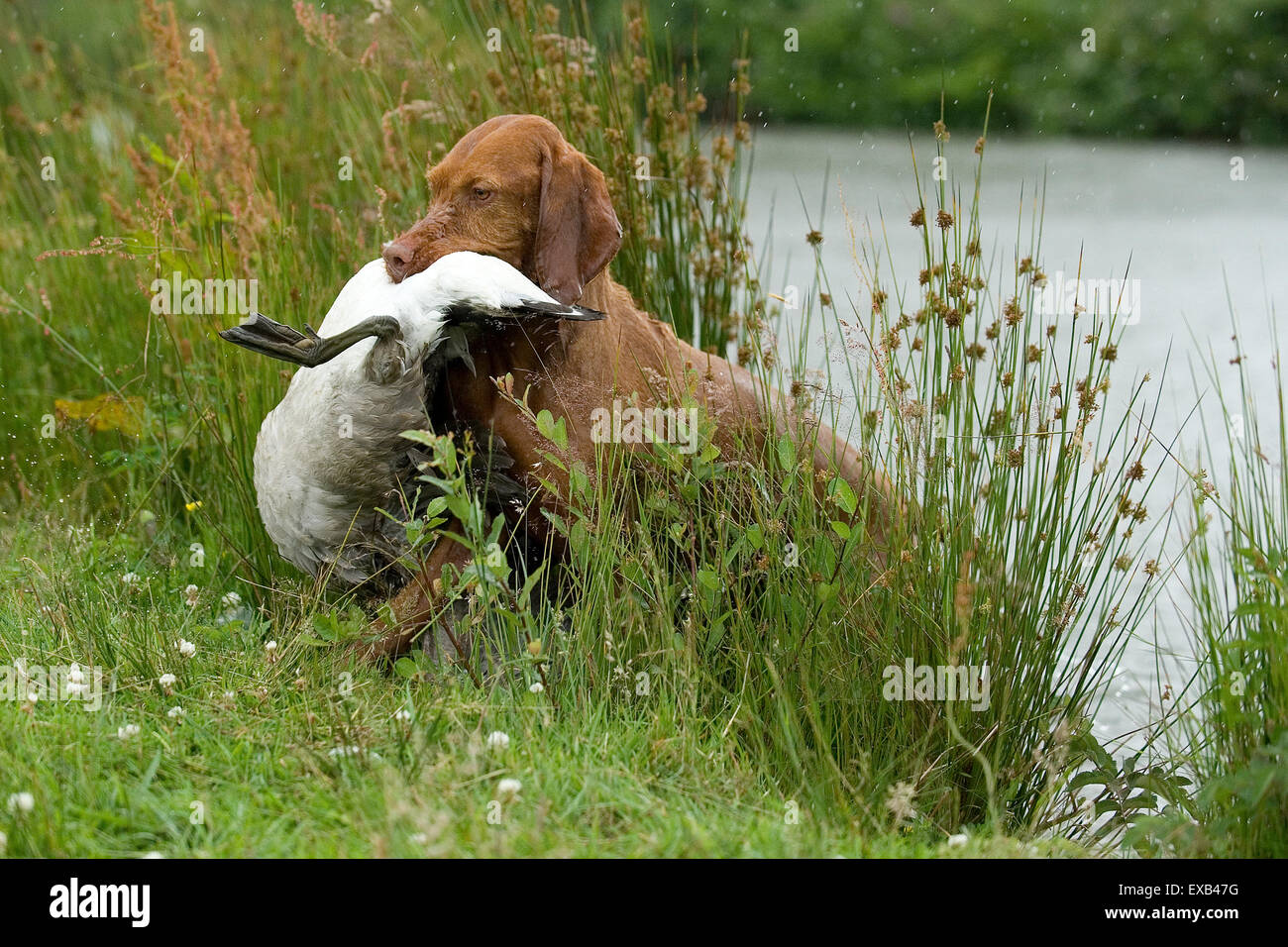 Hungarian wirehaired Vizsla dog retrieving a shot goose from water ...