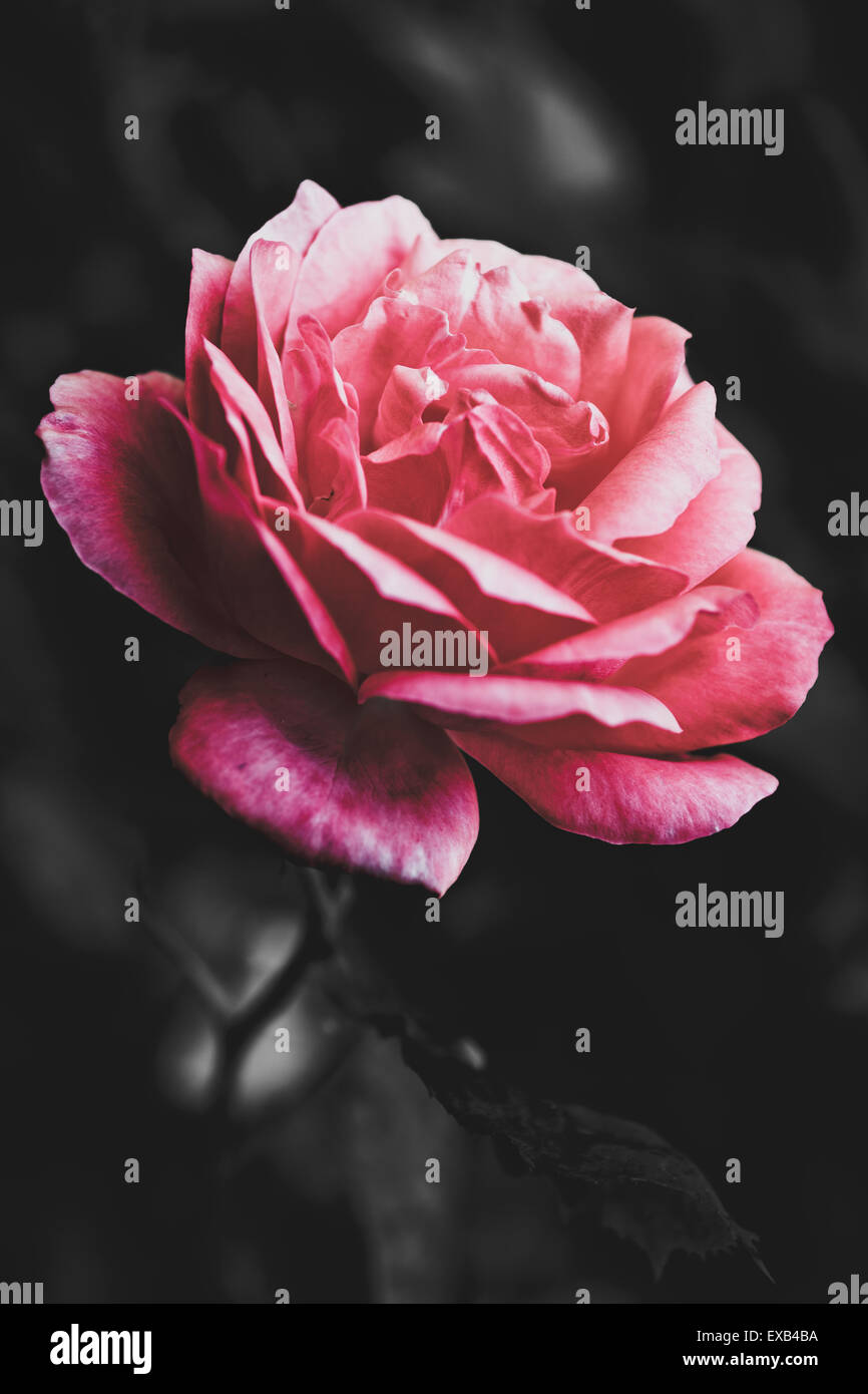 Rose Macro High Resolution Stock Photography and Images - Alamy