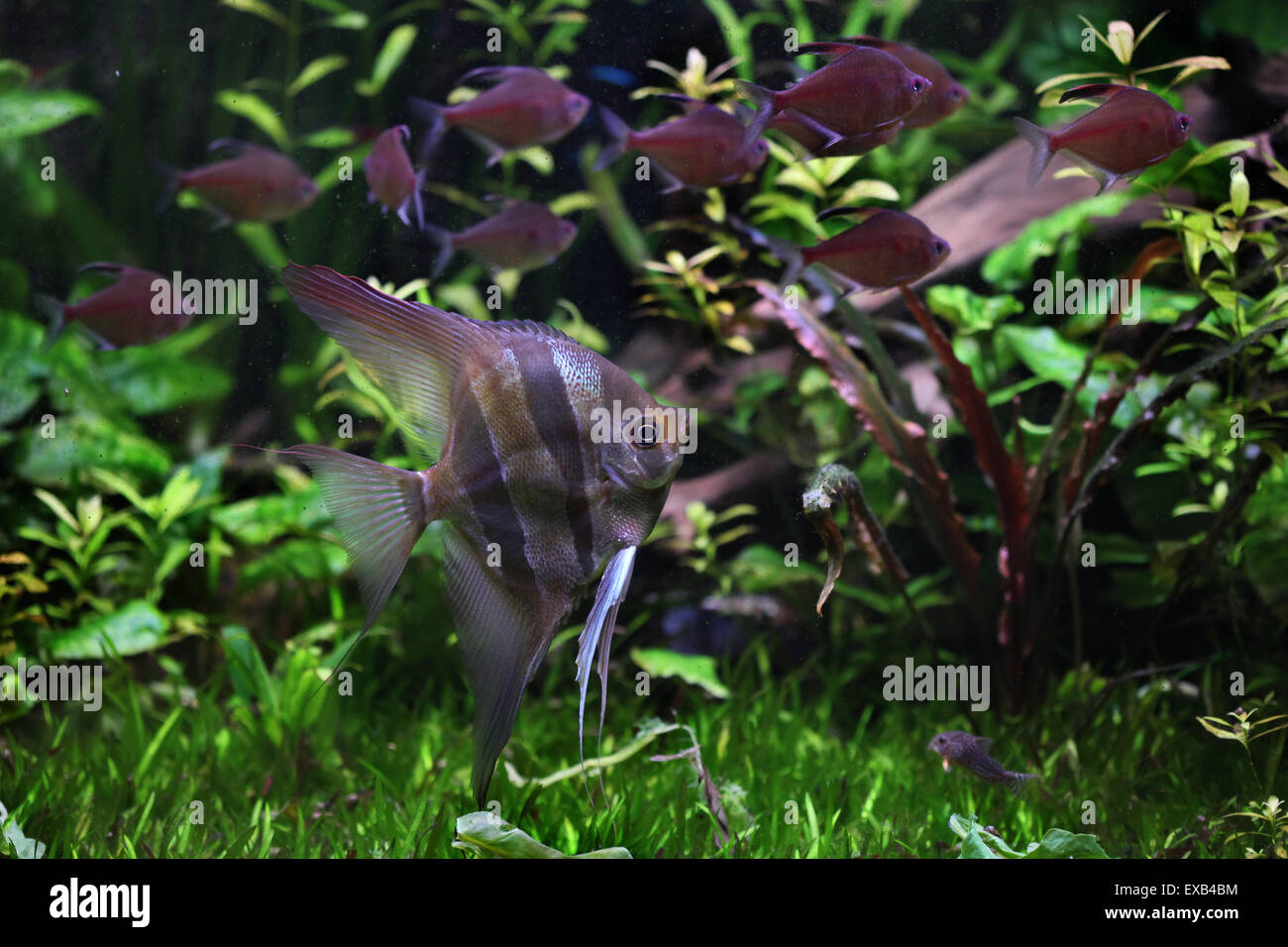 Orinoco river hi-res stock photography and images - Alamy