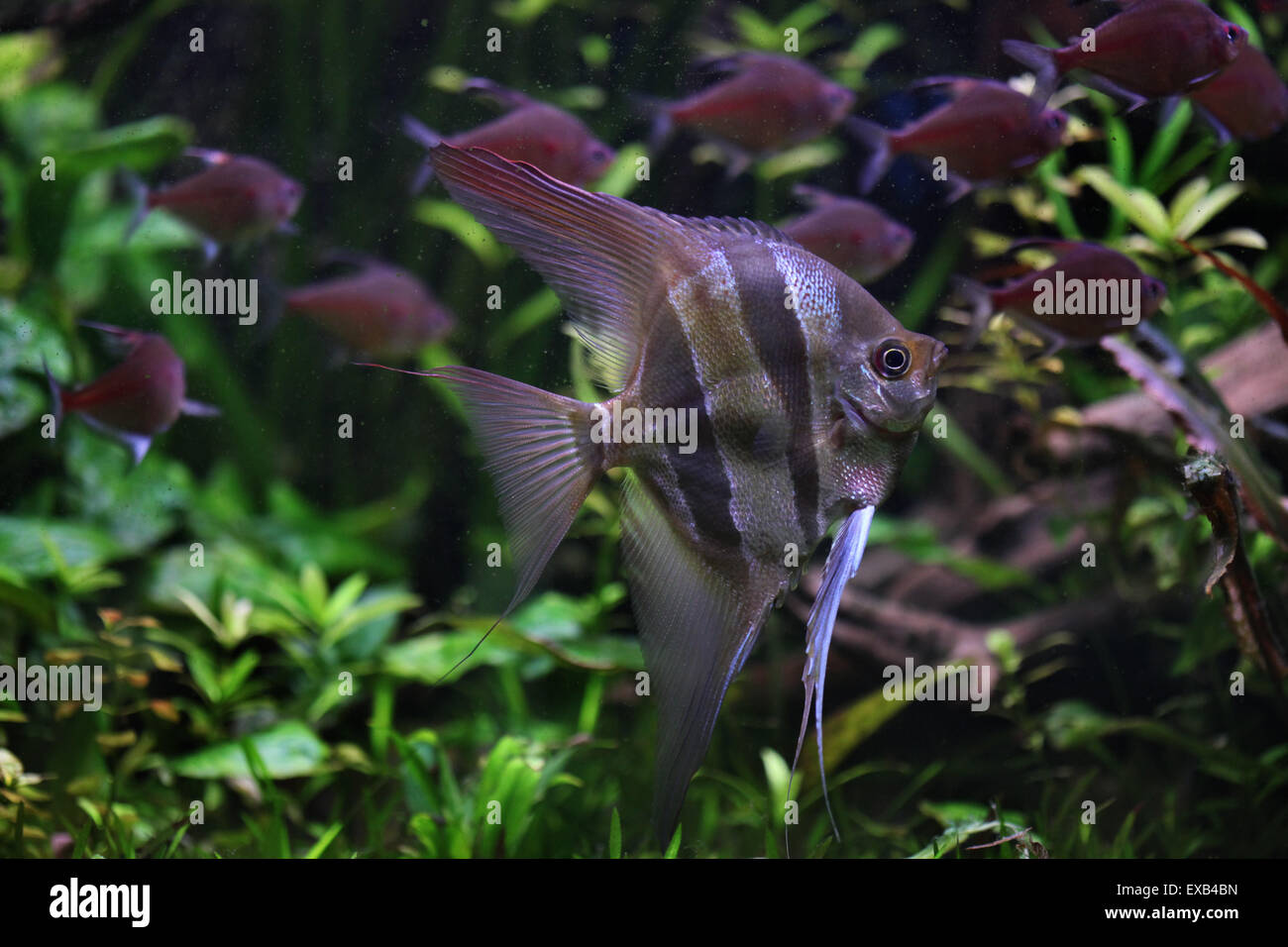 Deep Angelfish (Pterophyllum altum), also known the Orinoco angelfish ...