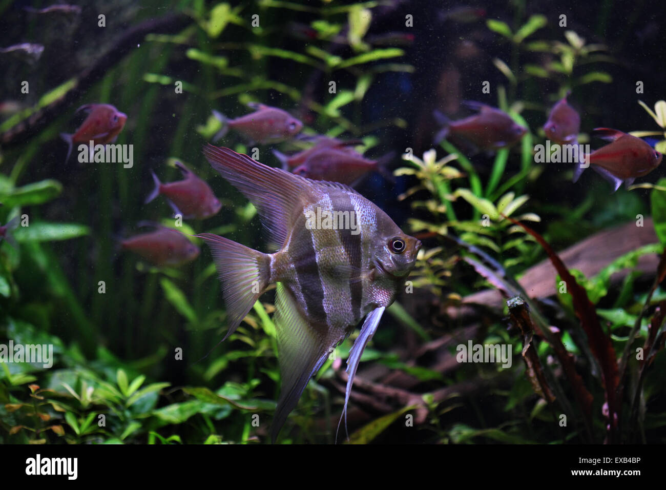 Deep Angelfish (Pterophyllum altum), also known the Orinoco angelfish ...