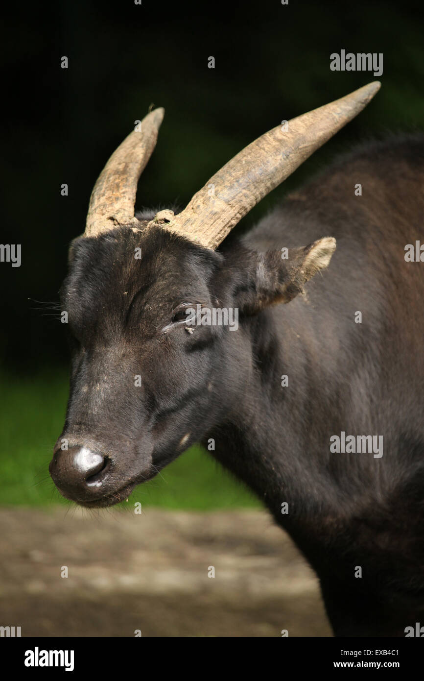 Lowland anoa (Bubalus depressicornis) at Usti nad Labem Zoo in North ...
