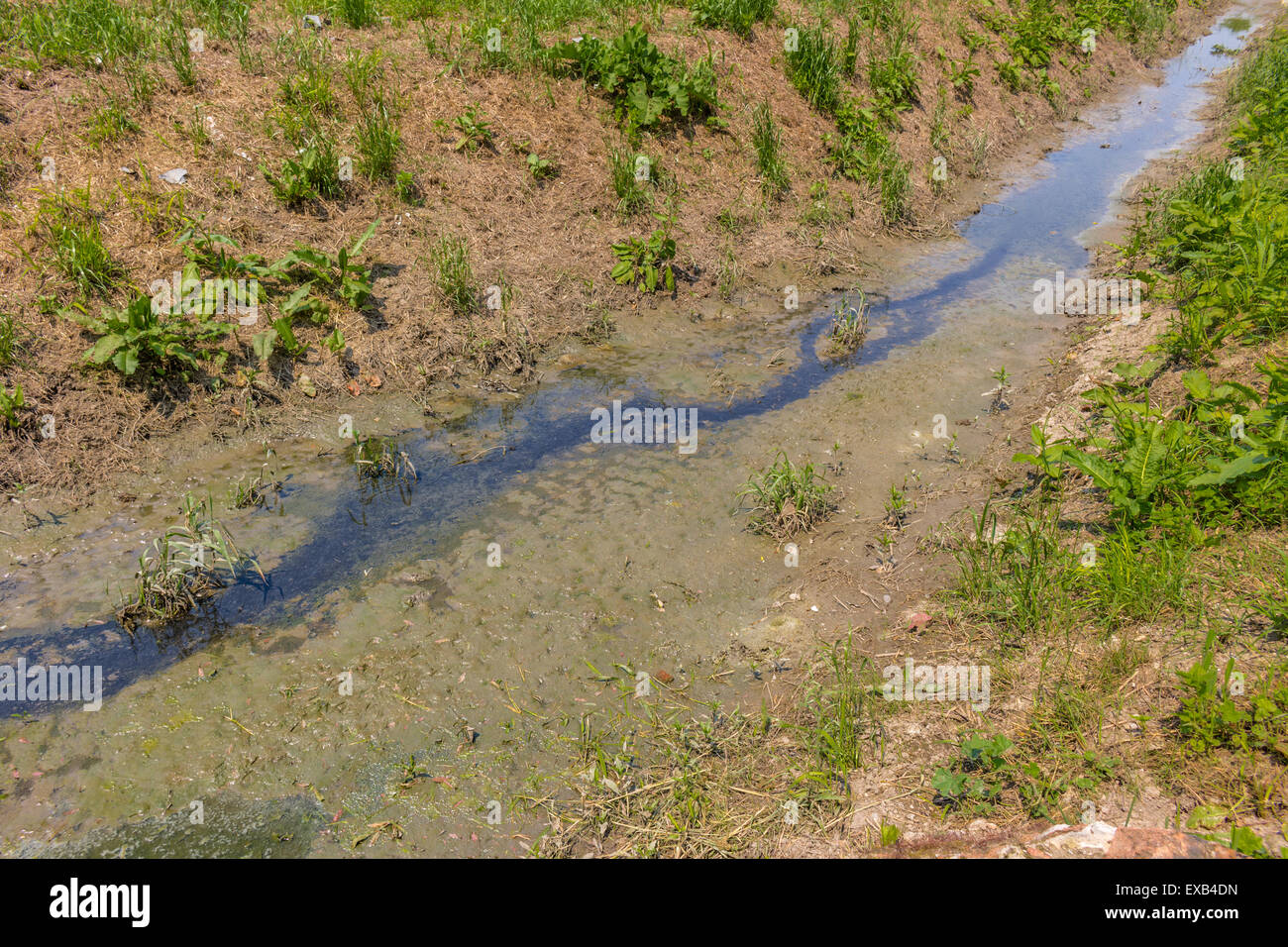 muddy stream through plants and weeds Stock Photo - Alamy