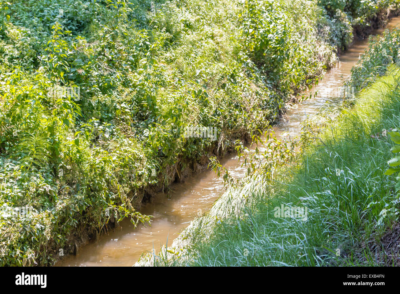 muddy stream through plants and weeds Stock Photo - Alamy