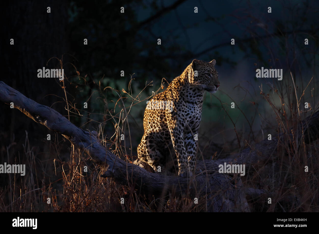 A leopard sitting on a fallen tree at night - yawning. Photographed ...