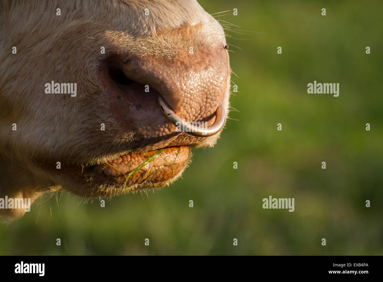 Bull nose ring hi-res stock photography and images - Alamy