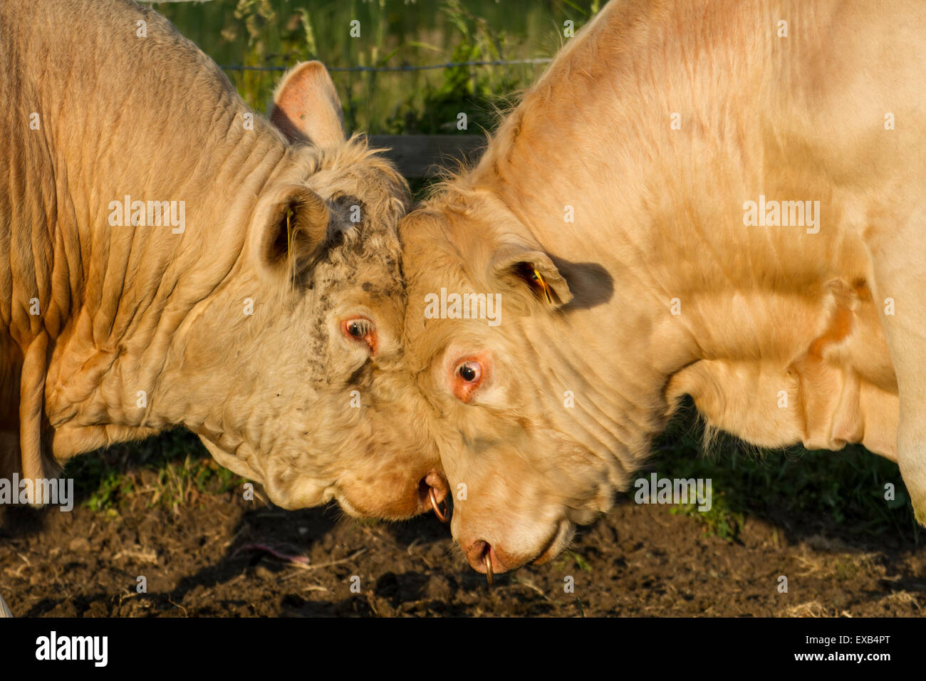 Love is war hi-res stock photography and images - Alamy