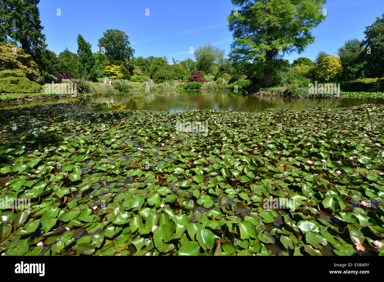 Wakehurst place lake hi-res stock photography and images - Alamy