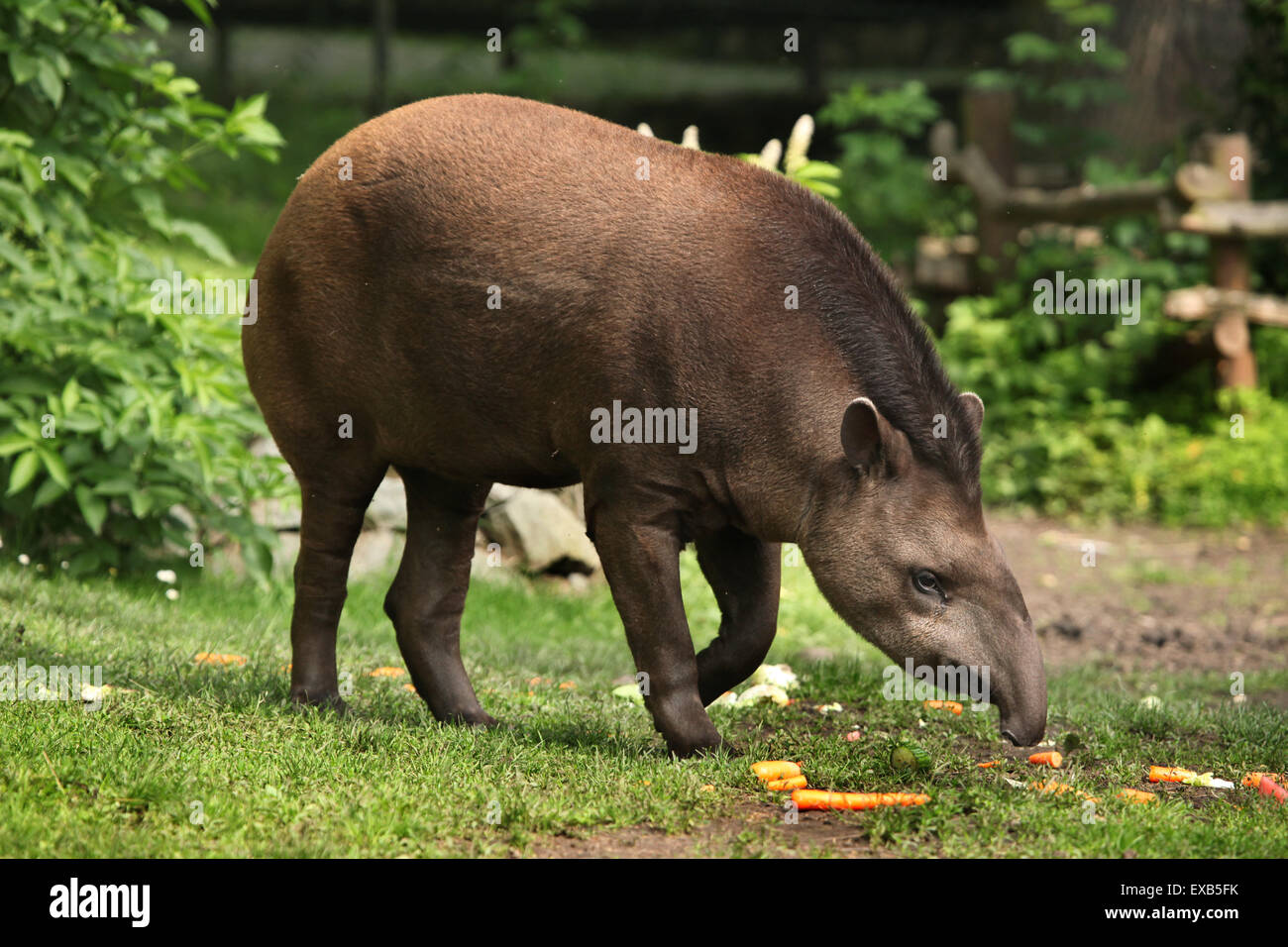 Tapirs peru hi-res stock photography and images - Alamy