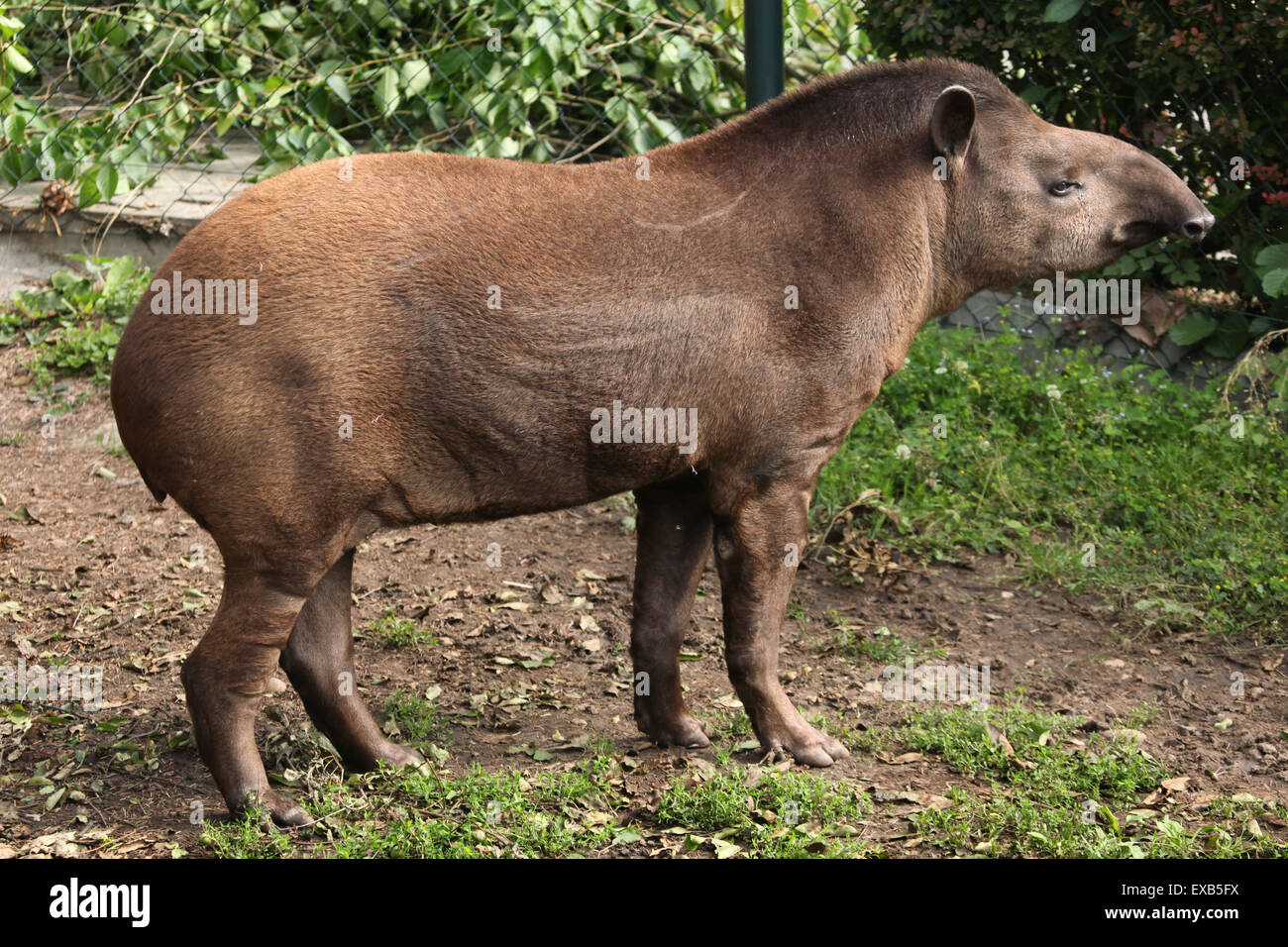 South American tapir (Tapirus terrestris), also known as the Brazilian ...