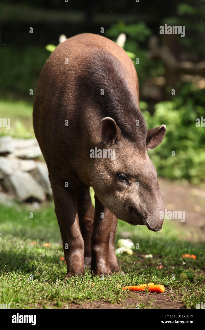 South American tapir (Tapirus terrestris), also known as the Brazilian ...