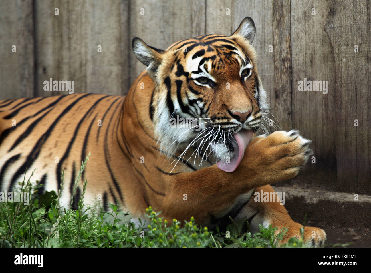 Malayan tiger hi-res stock photography and images - Alamy