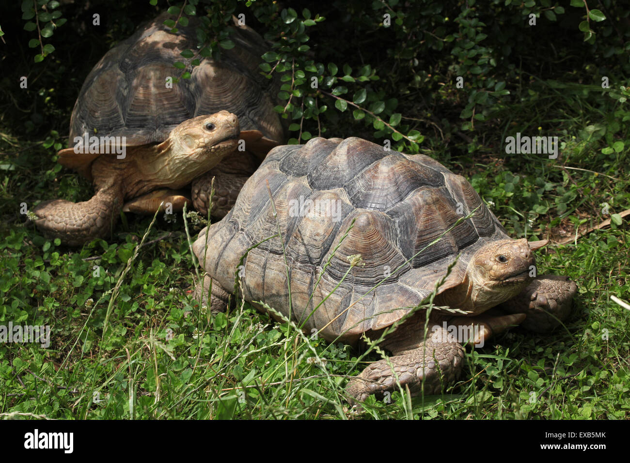 African spurred tortoise (Centrochelys sulcata), also known as the ...