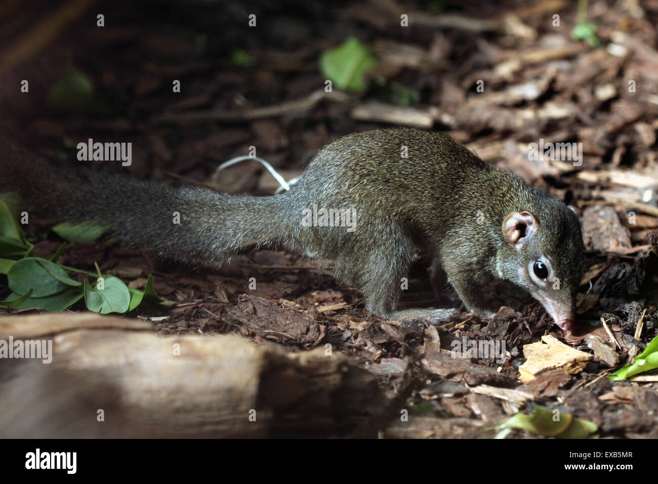 Southeast asian tree shrew hi-res stock photography and images - Alamy