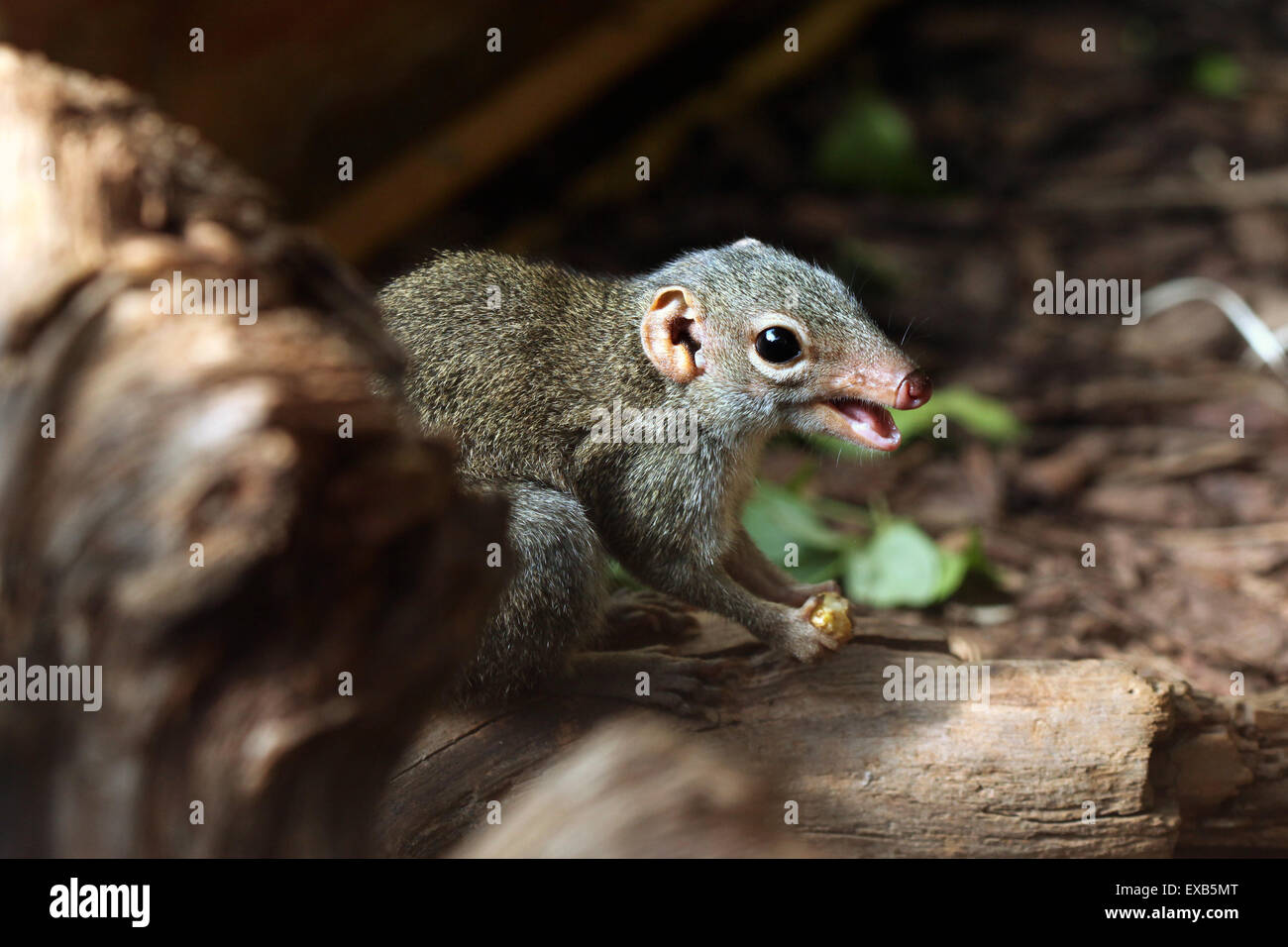 Tupaia hi-res stock photography and images - Alamy
