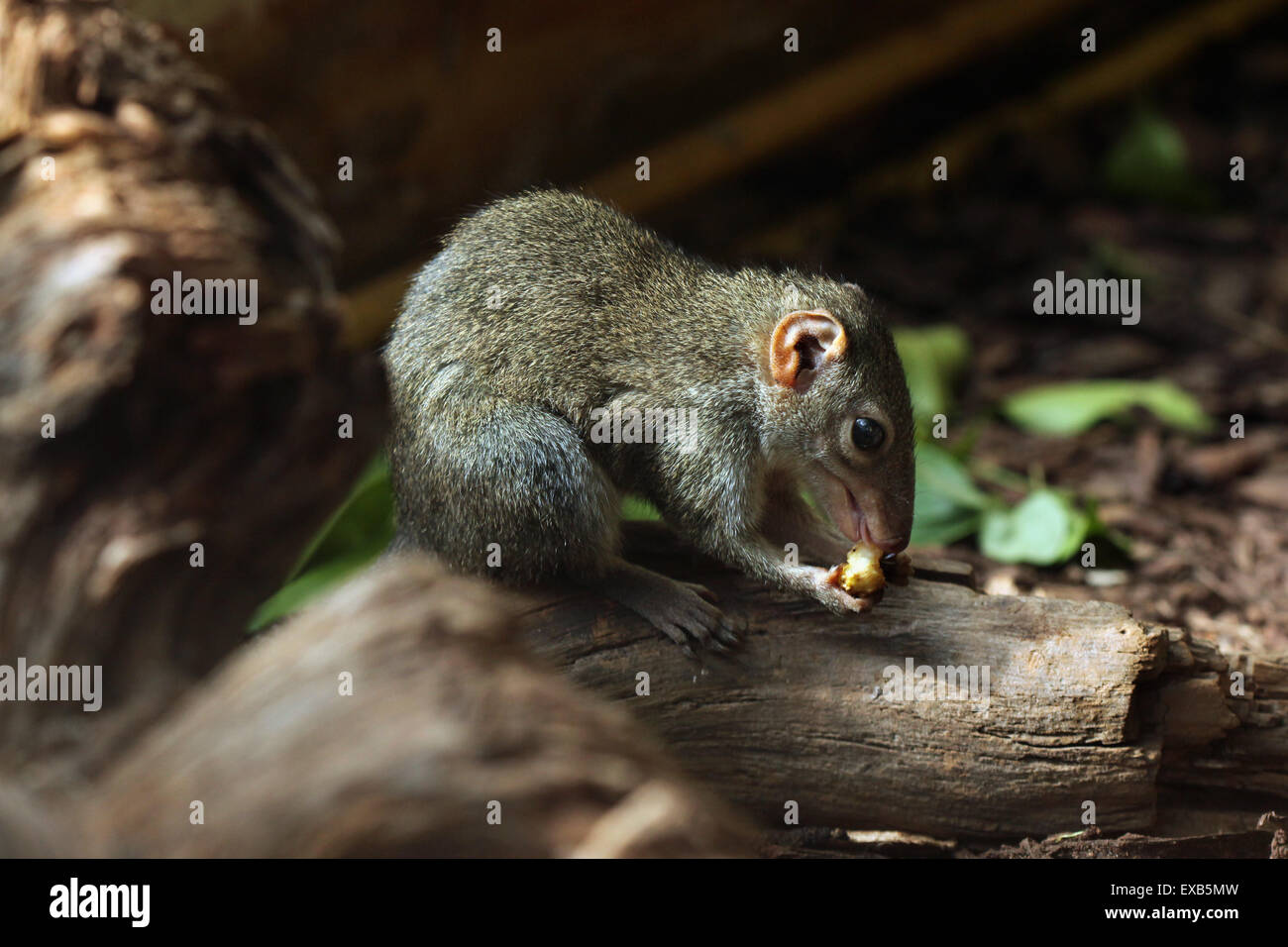 Tupaia hi-res stock photography and images - Alamy