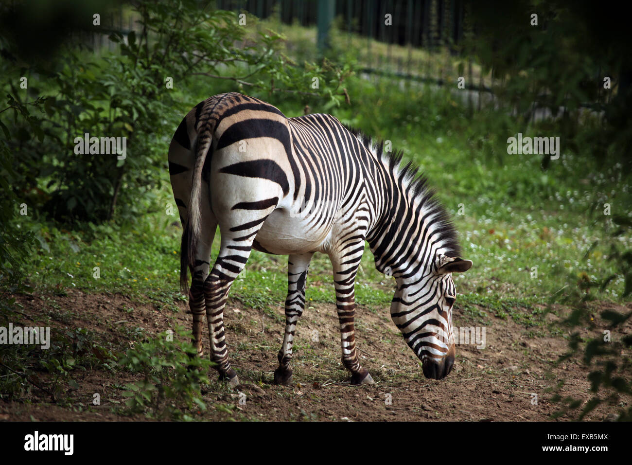Hartmanns zebra equus zebra hartmannae hi-res stock photography and images - Alamy
