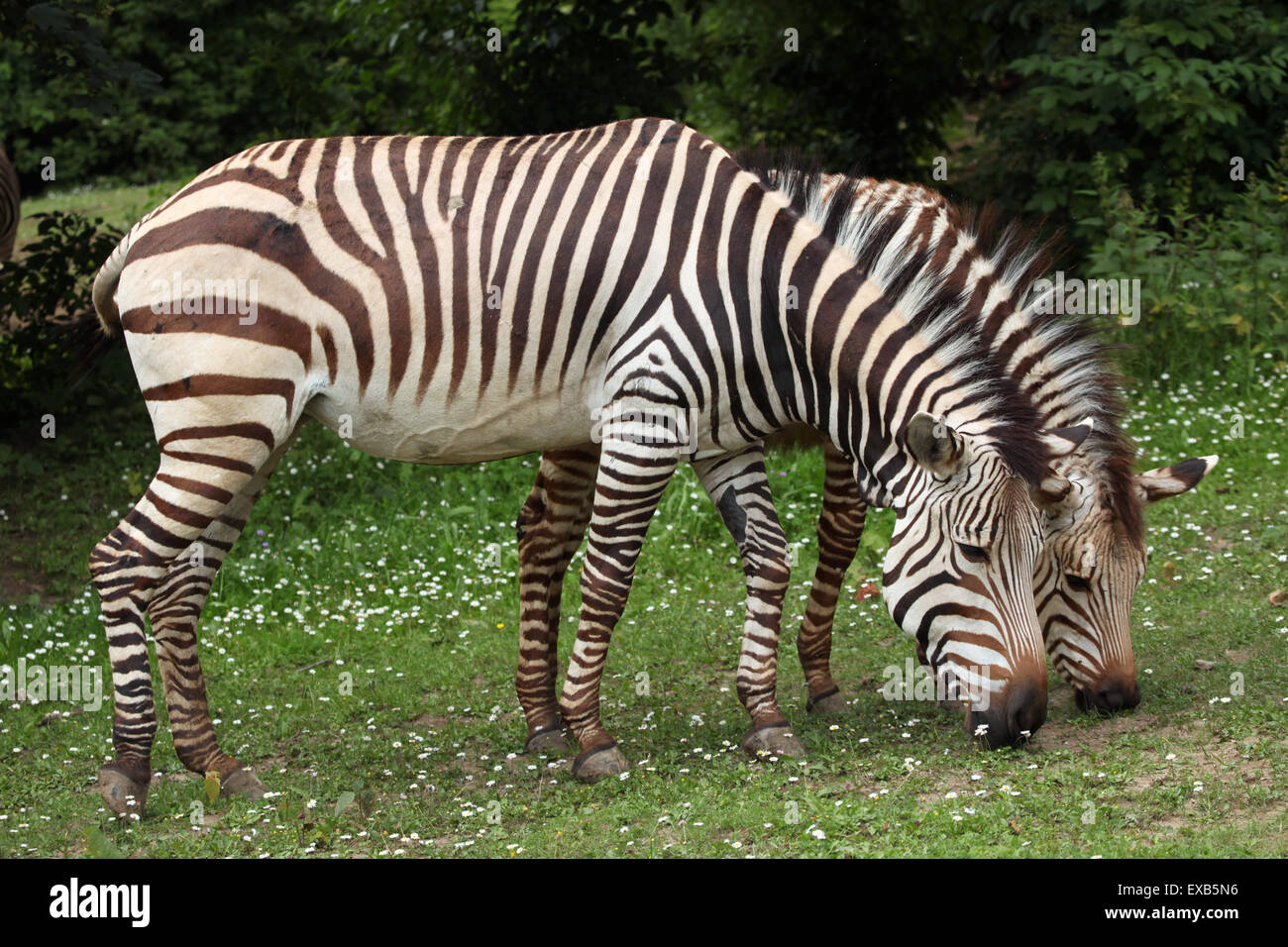Hartmann's mountain zebra (Equus zebra hartmannae) at Usti nad Labem Zoo in North Bohemia, Czech ...