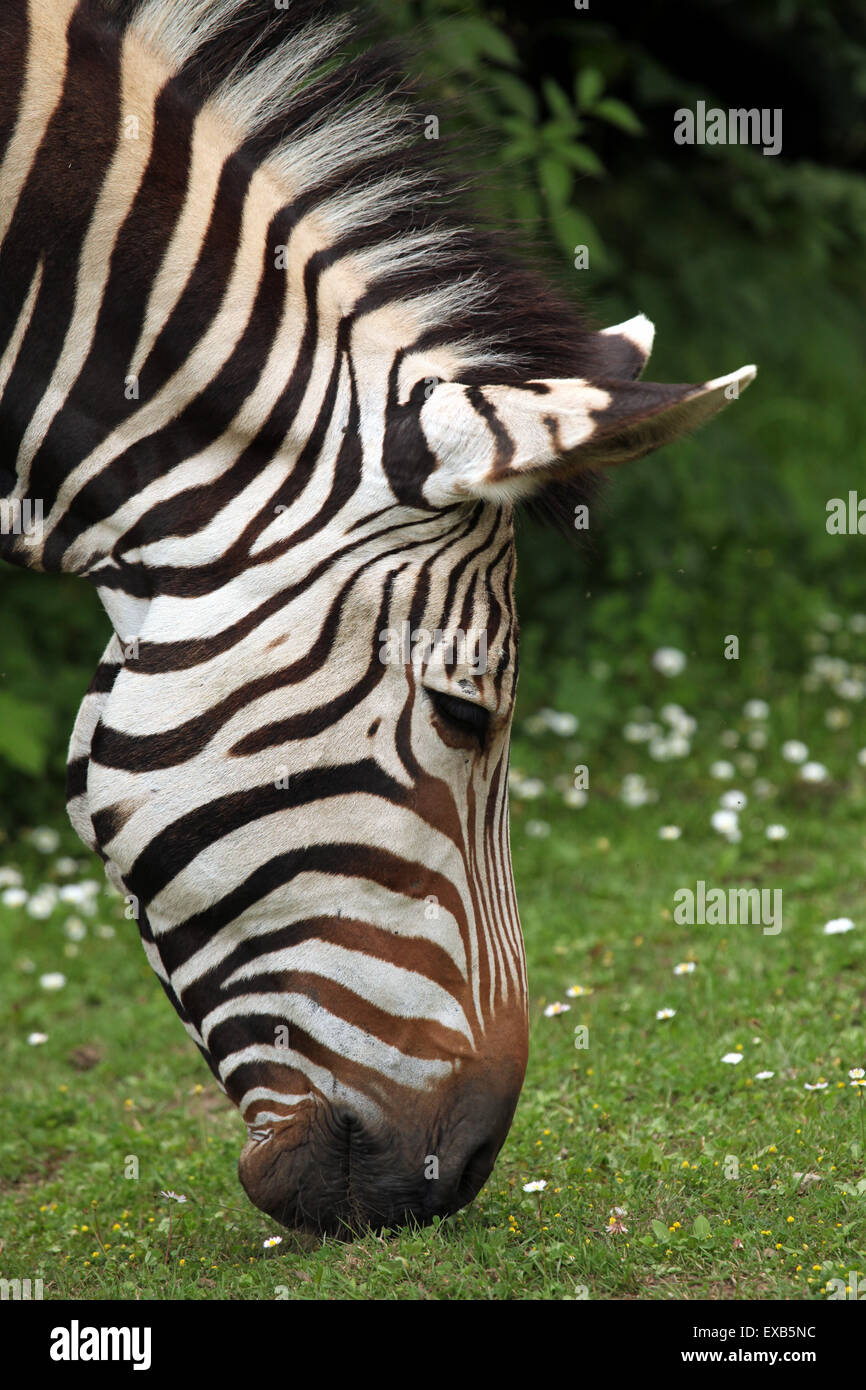 Hartmann's mountain zebra (Equus zebra hartmannae) at Usti nad Labem Zoo in North Bohemia, Czech ...