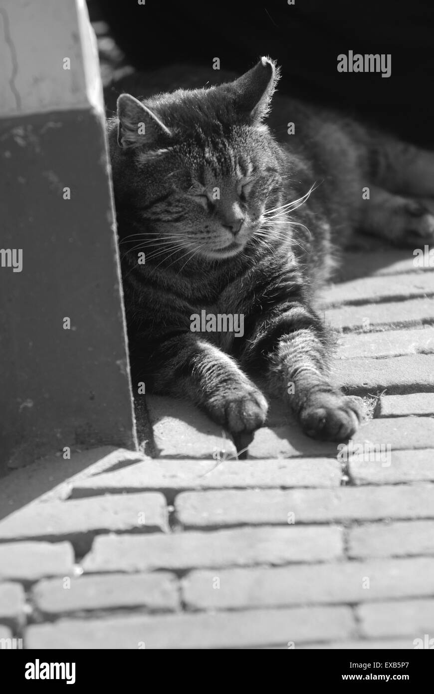 Snoozing cat / Sleeping cat Stock Photo - Alamy