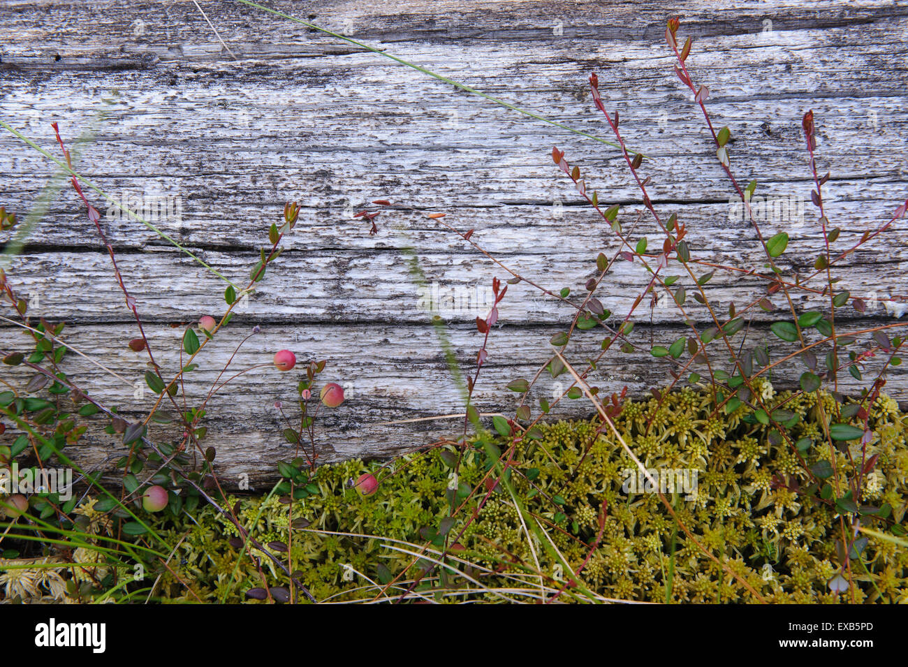 mouldering trunk of a tree lying in the swamp Stock Photo - Alamy