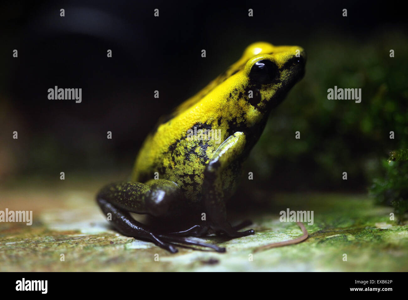 Golden poison frog (Phyllobates terribilis), also known as the golden ...