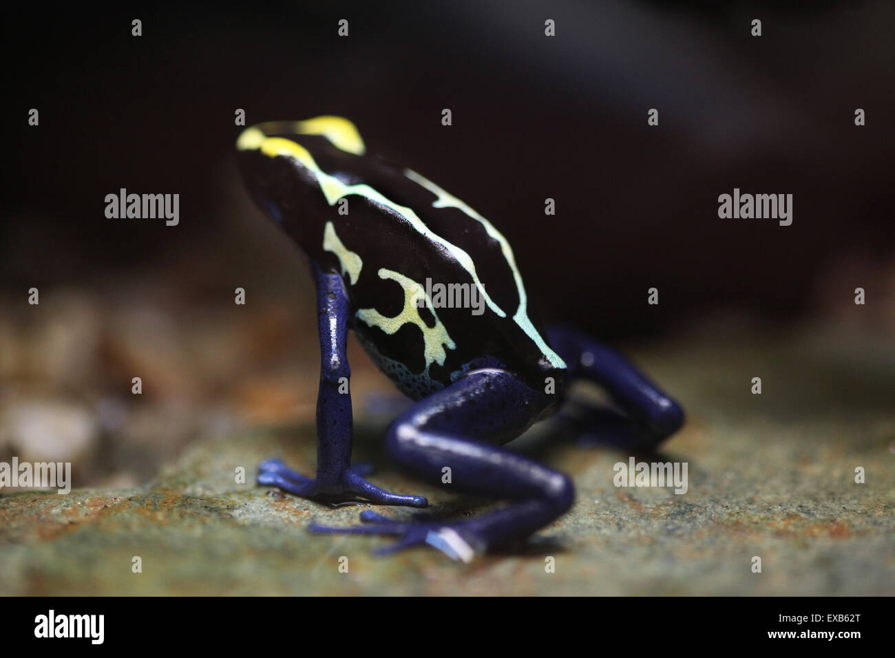 Dyeing dart frog (Dendrobates tinctorius), also known as the dyeing ...