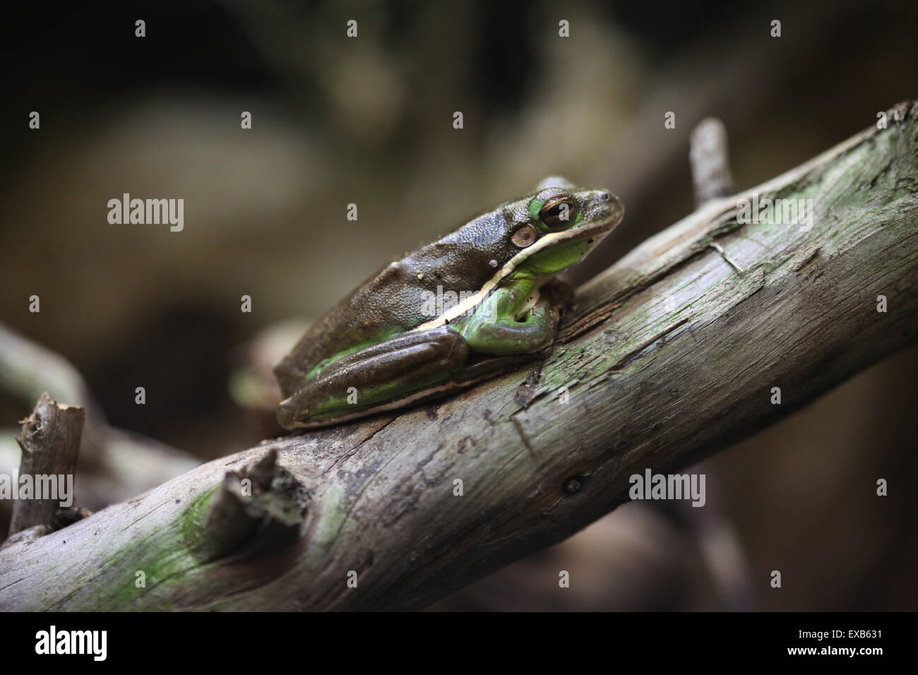 American green tree frog hi-res stock photography and images - Alamy