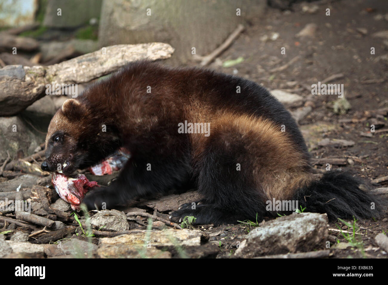 Wolverine (Gulo gulo), also known as the glutton at Usti nad Labem Zoo ...