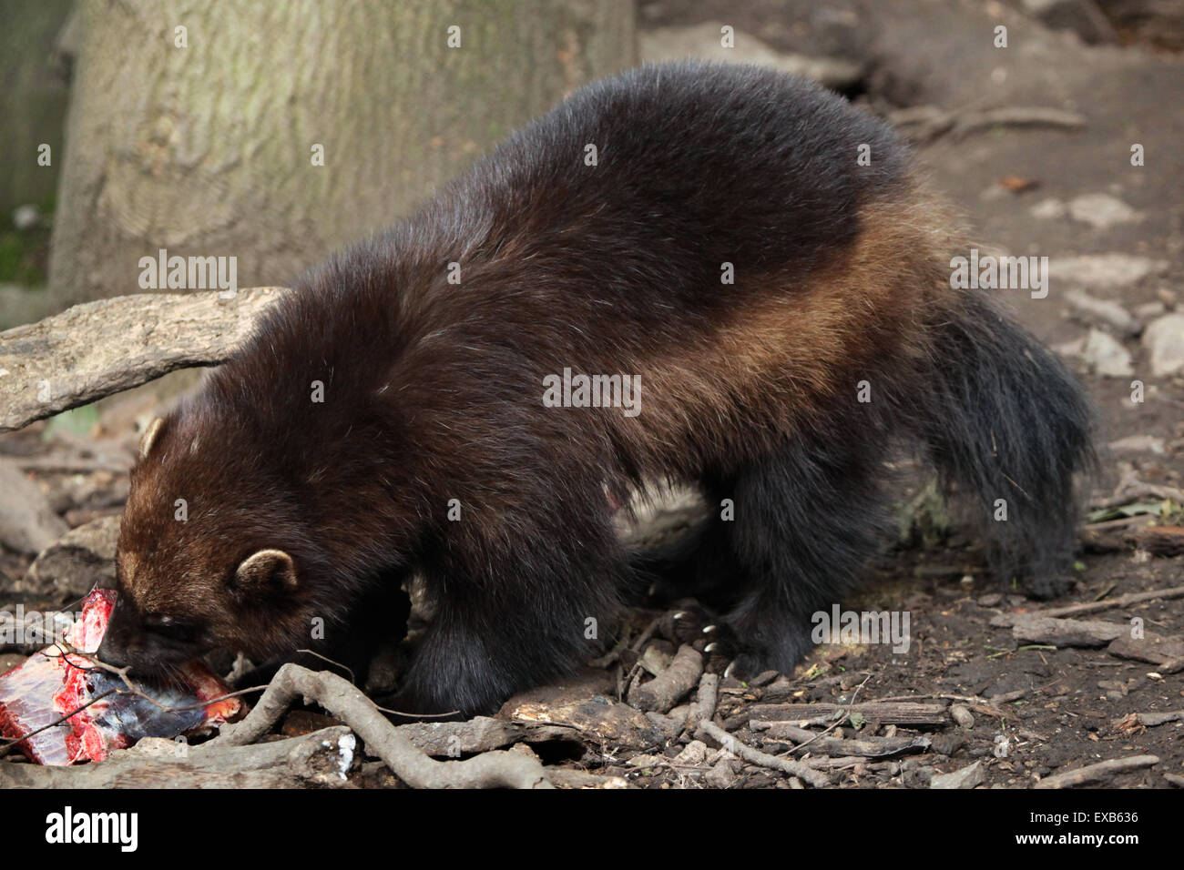Glutton eating hi-res stock photography and images - Alamy