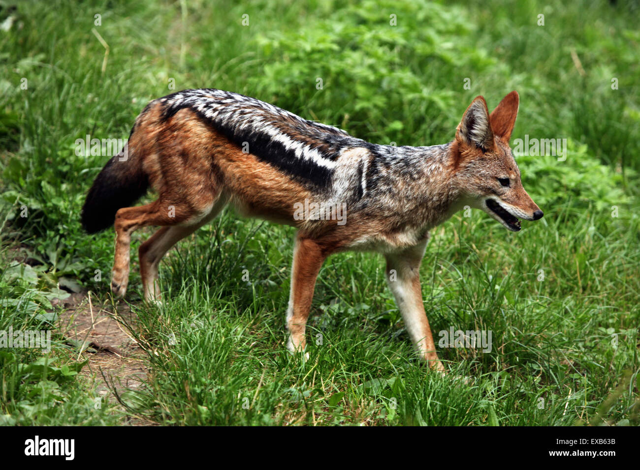 Black-backed jackal (Canis mesomelas) at Usti nad Labem Zoo in North ...