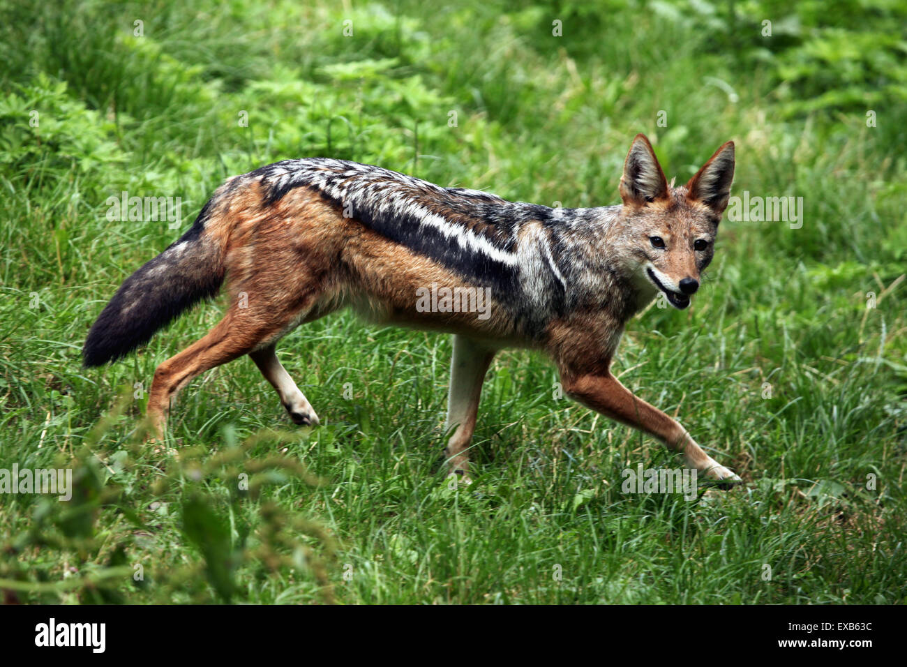 Black-backed jackal (Canis mesomelas) at Usti nad Labem Zoo in North ...