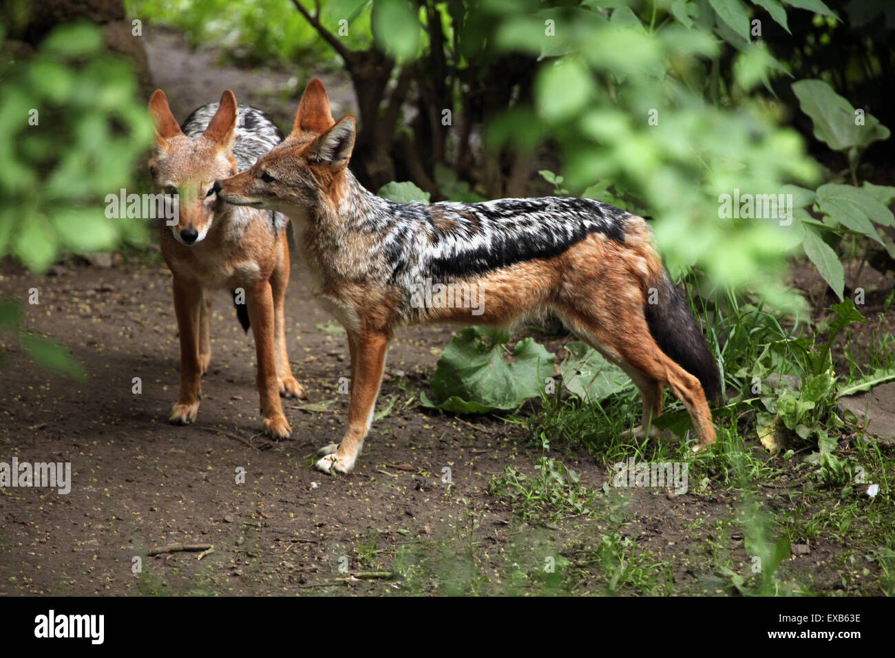 Mating jackals hi-res stock photography and images - Alamy