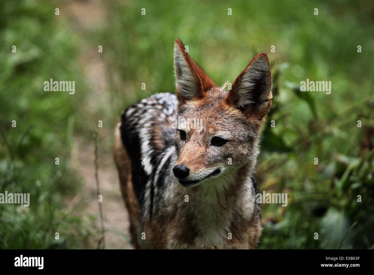 Black-backed jackal (Canis mesomelas) at Usti nad Labem Zoo in North ...