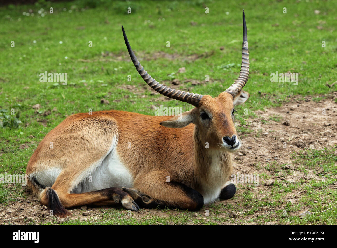 Kafue lechew (Kobus leche kafuensis), also known as the Kafue Flats ...