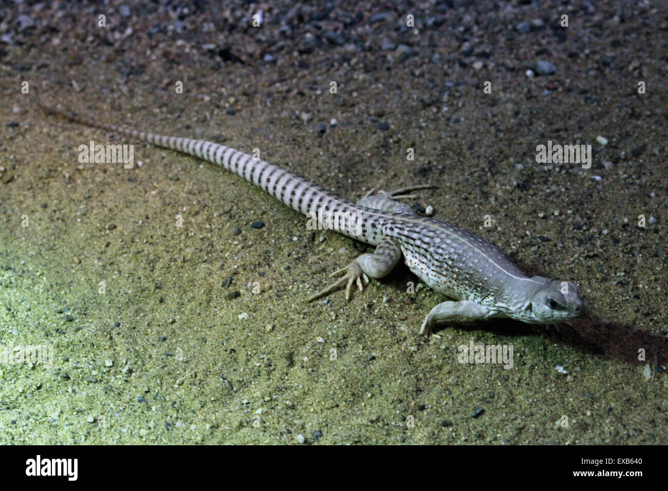 Desert iguana (Dipsosaurus dorsalis) at Usti nad Labem Zoo in North ...