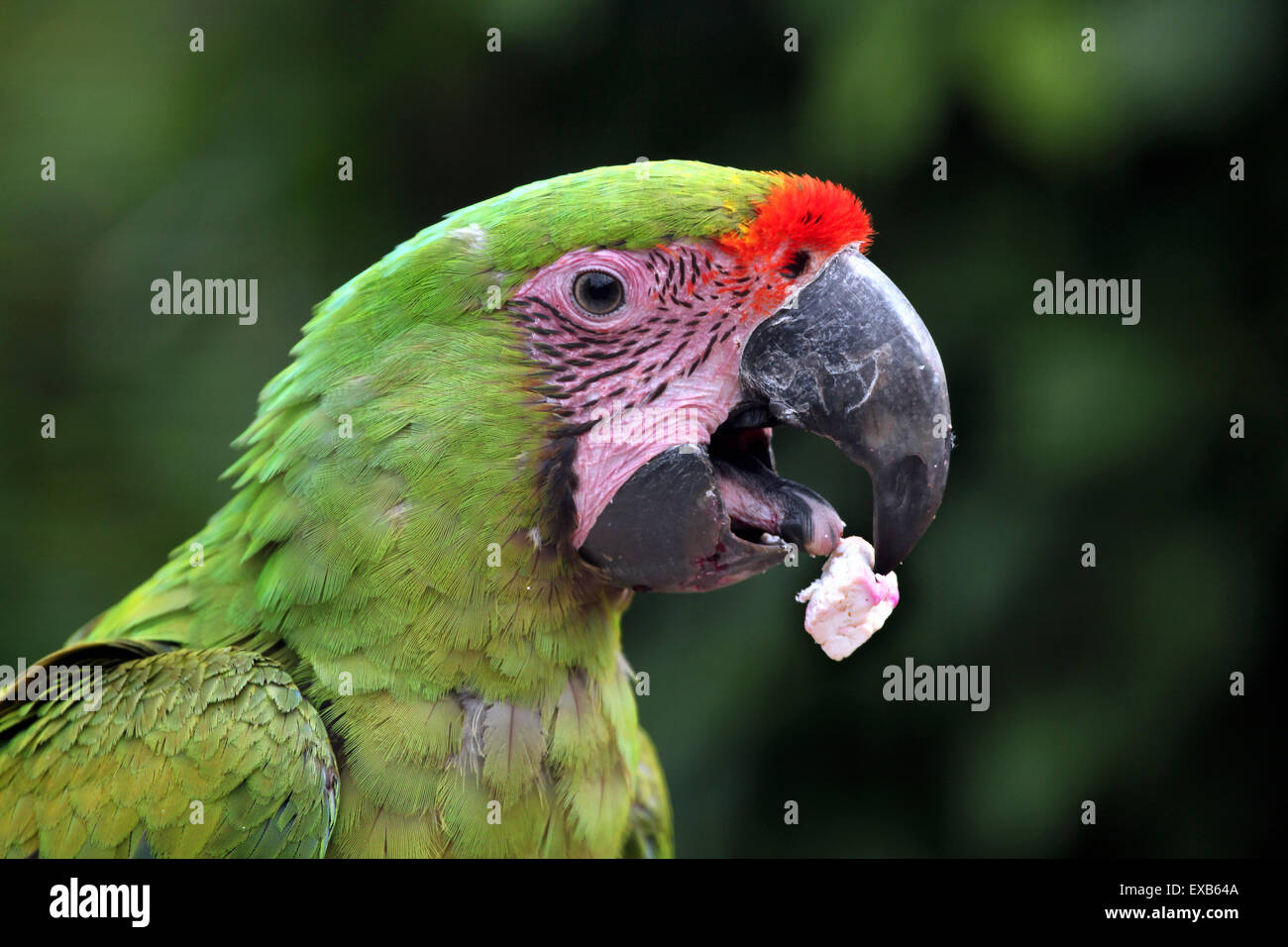 Great green macaw (Ara ambiguus), also known as the great military ...