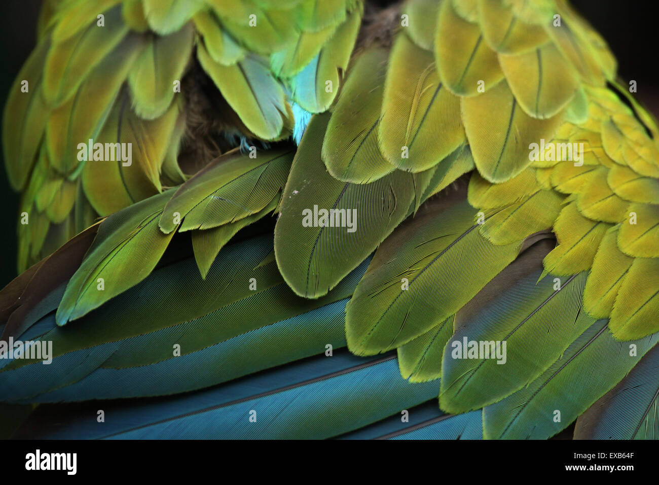 Great green macaw (Ara ambiguus), also known as the great military ...