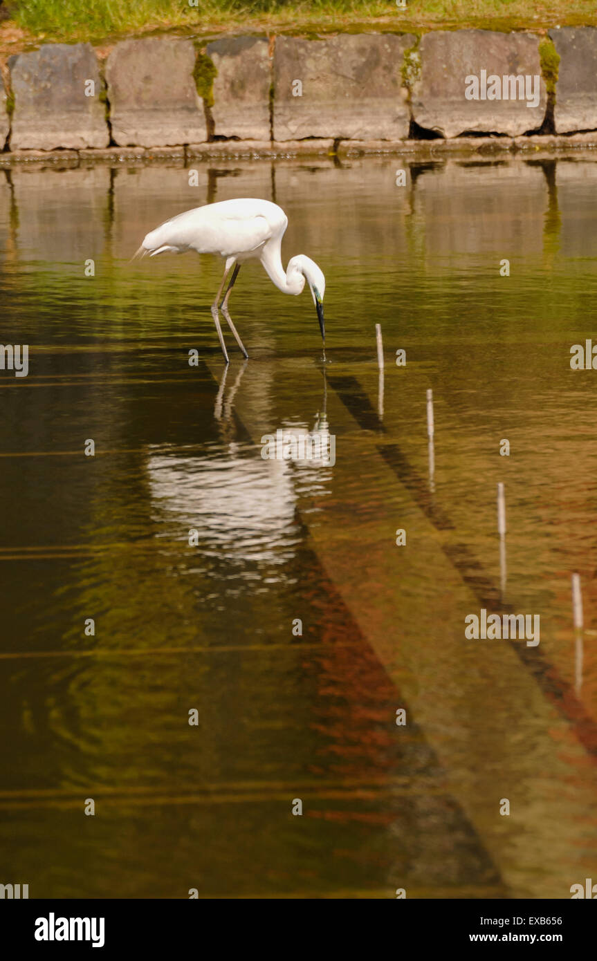 Great White Egret (Ardea Alba) fishing Stock Photo - Alamy